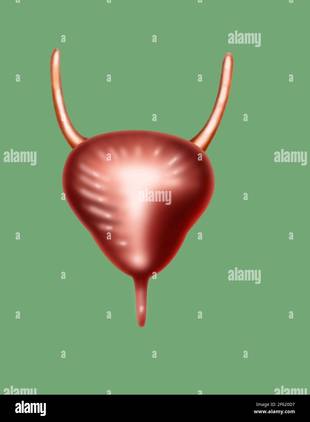 Bladder anatomy hi-res stock photography and images - Alamy