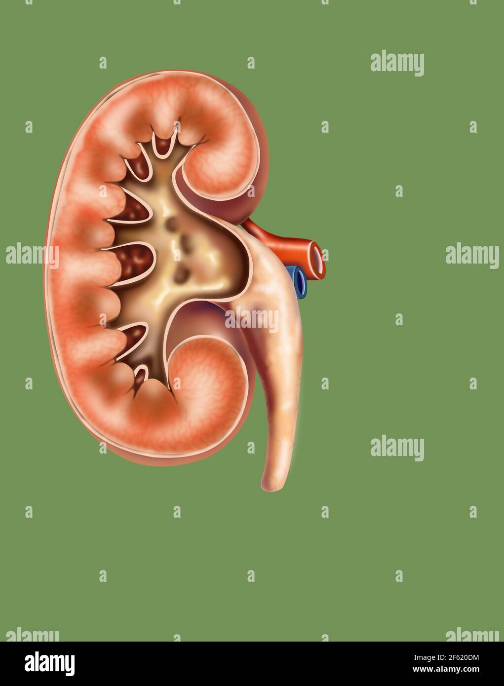 Renal papillae hi-res stock photography and images - Alamy