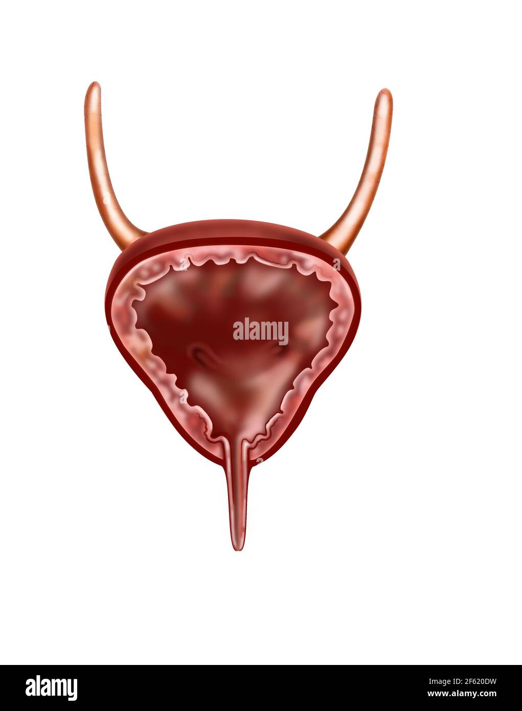 Bladder anatomy hi-res stock photography and images - Alamy