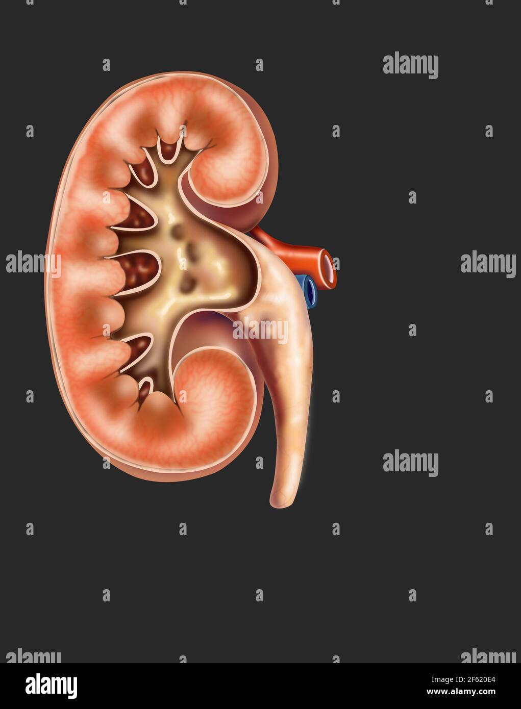 Human Kidney Cross Section High Resolution Stock Photography and Images ...
