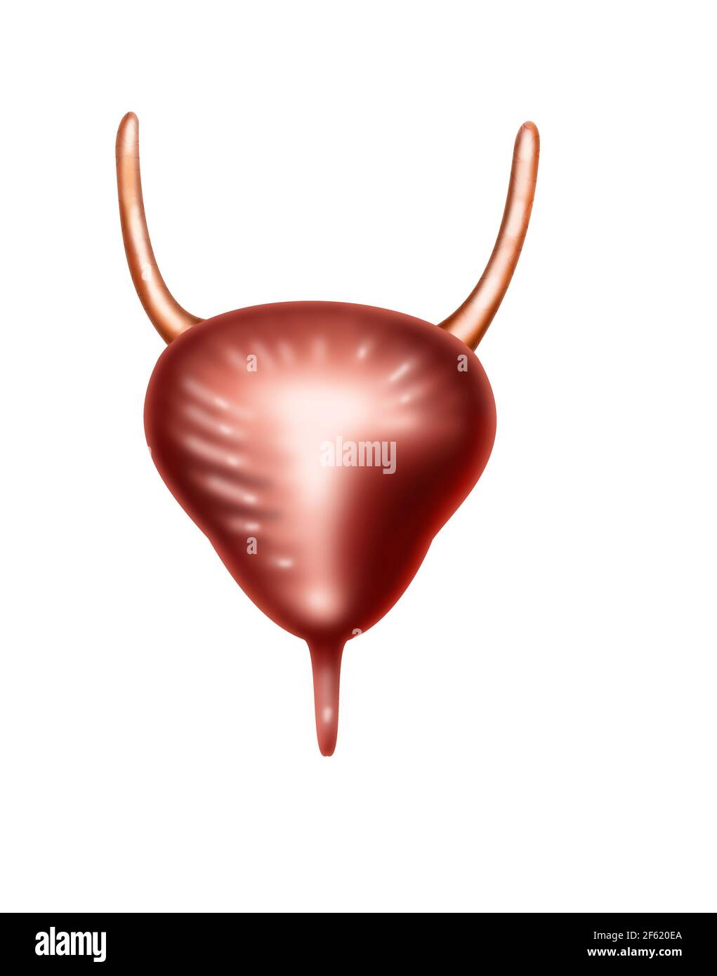 Bladder anatomy hi-res stock photography and images - Alamy