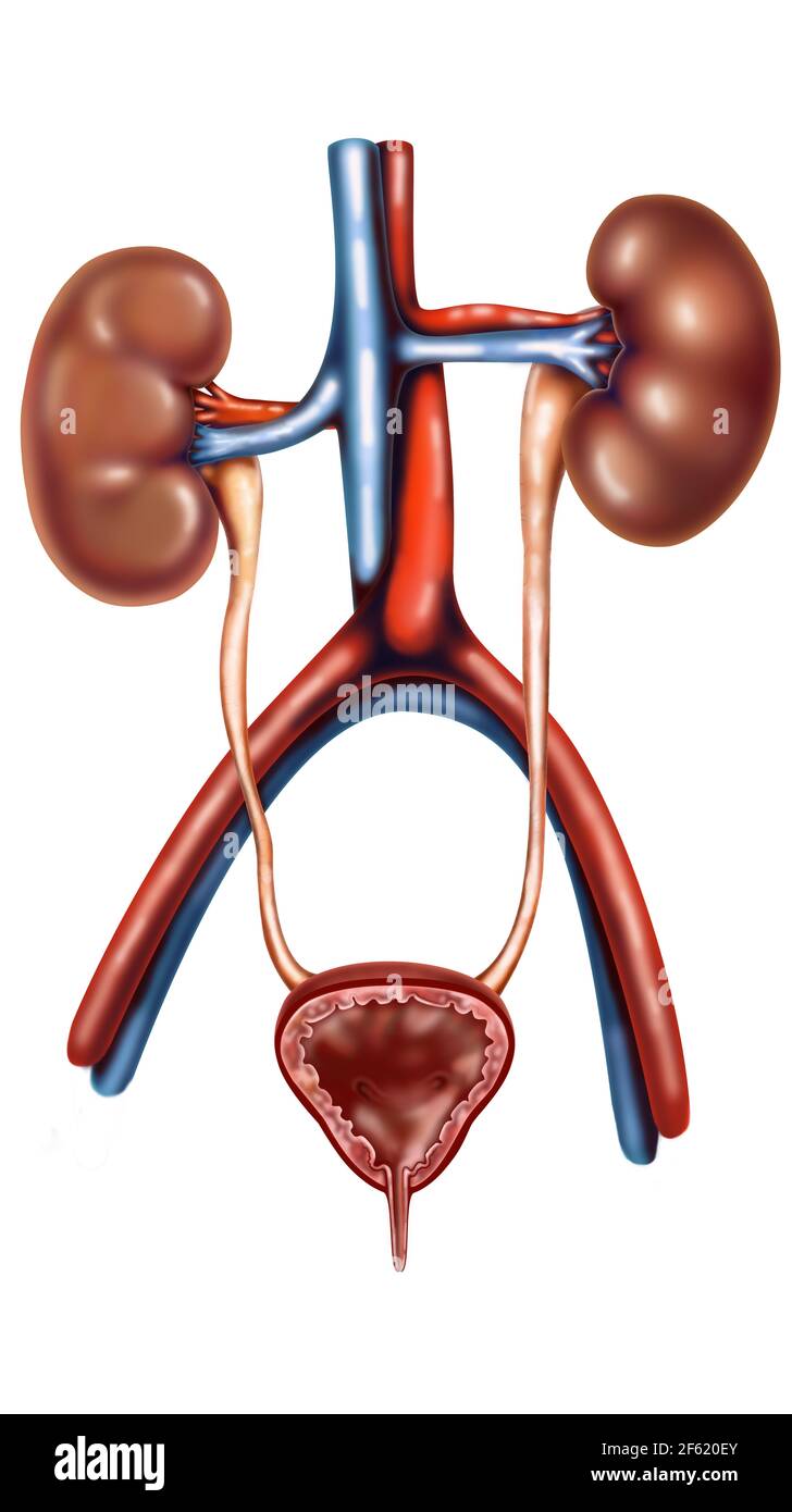 The Urinary System Stock Photo - Alamy