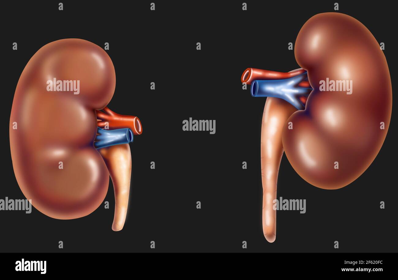 Renal papillae hi-res stock photography and images - Alamy
