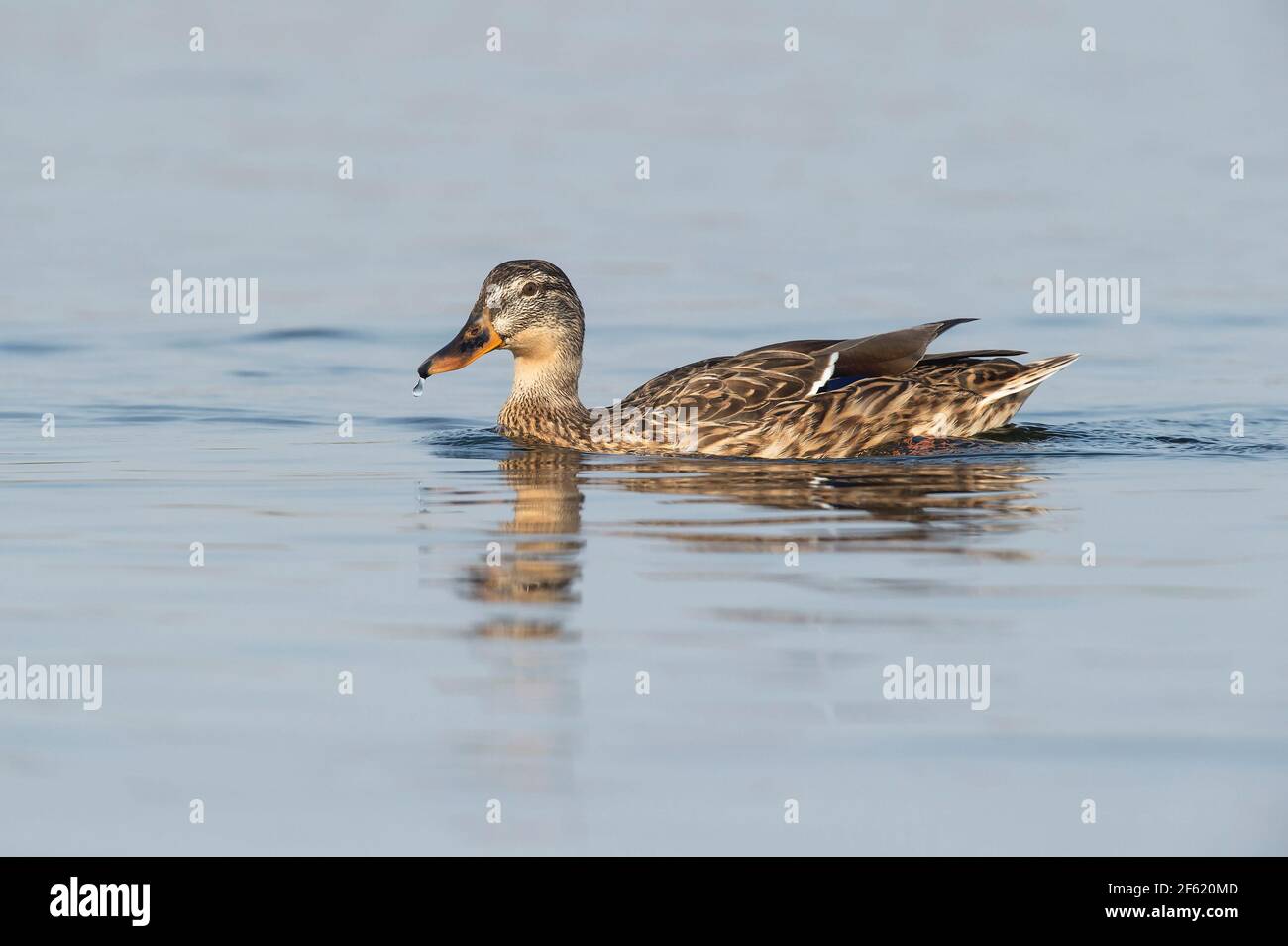 Pato pato real hi-res stock photography and images - Alamy