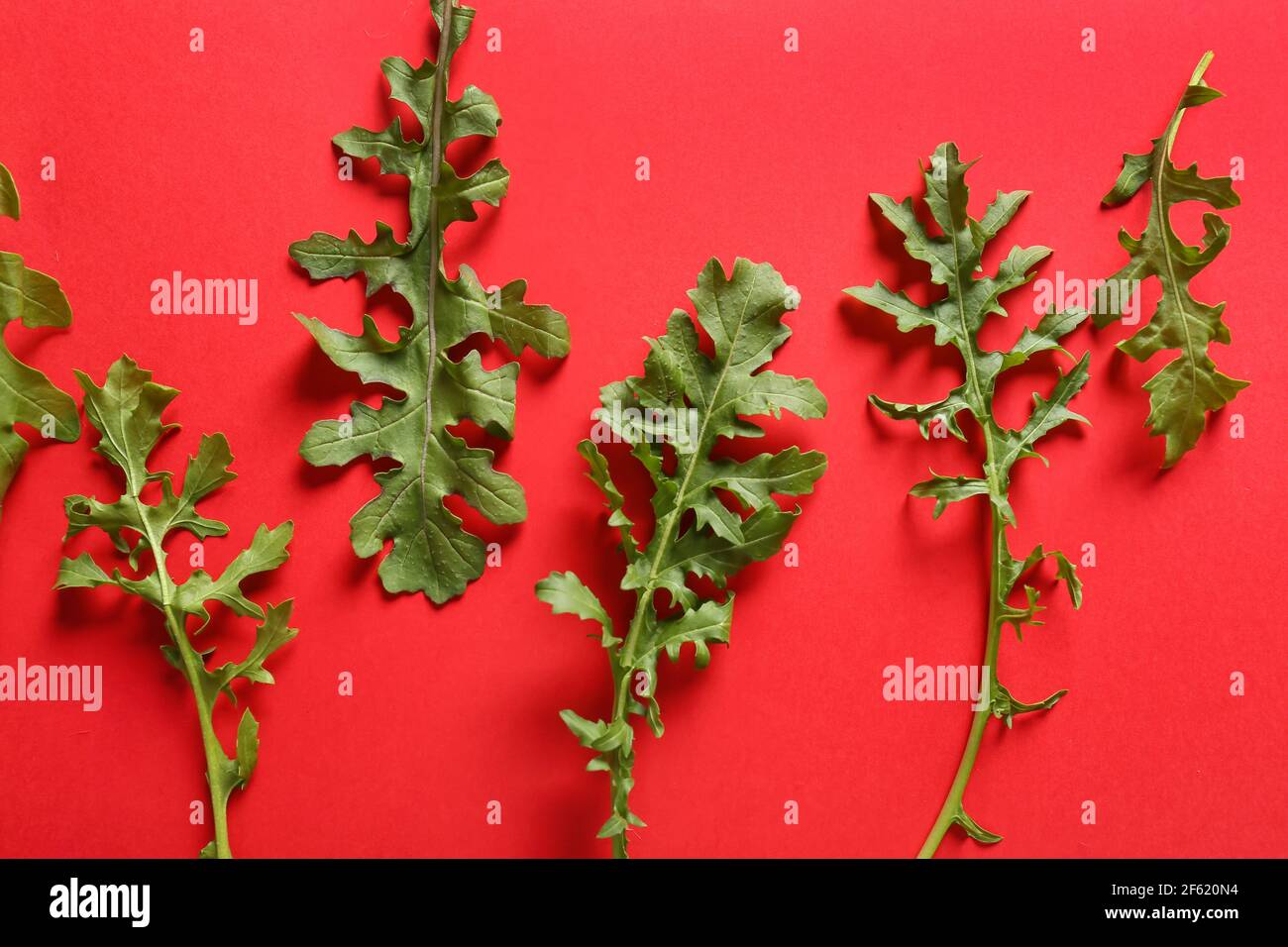 Fresh arugula on color background Stock Photo - Alamy
