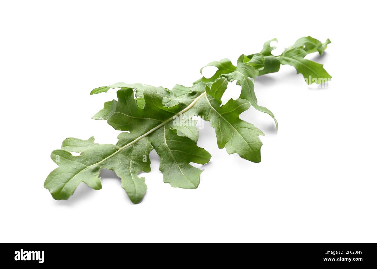 Fresh arugula on white background Stock Photo - Alamy
