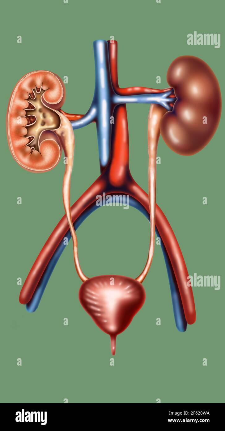 The Urinary System Stock Photo - Alamy
