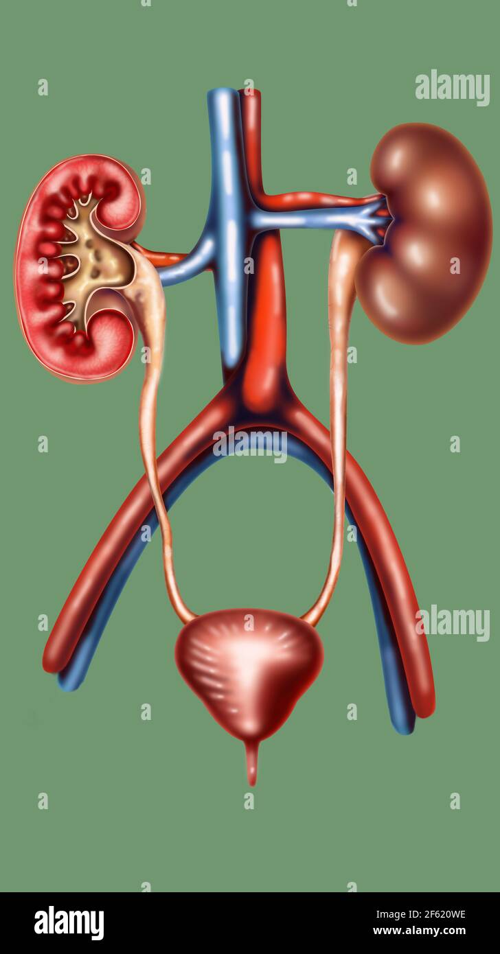 Nephritis hi-res stock photography and images - Alamy