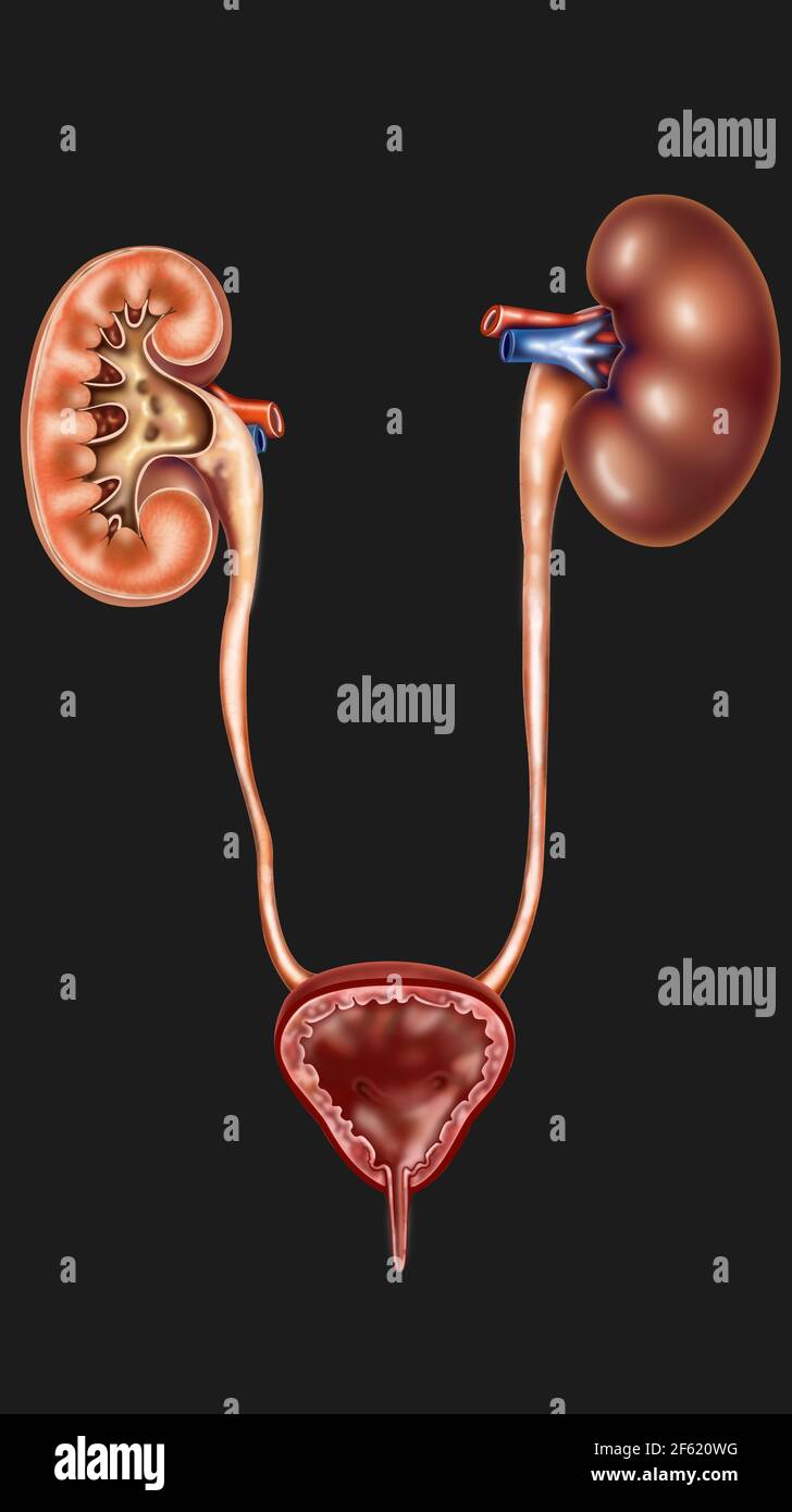 The Urinary System Stock Photo - Alamy