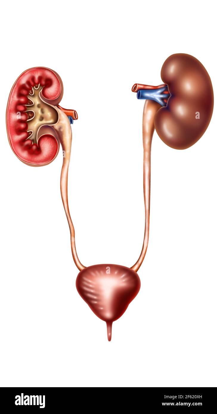 Nephritis hi-res stock photography and images - Alamy