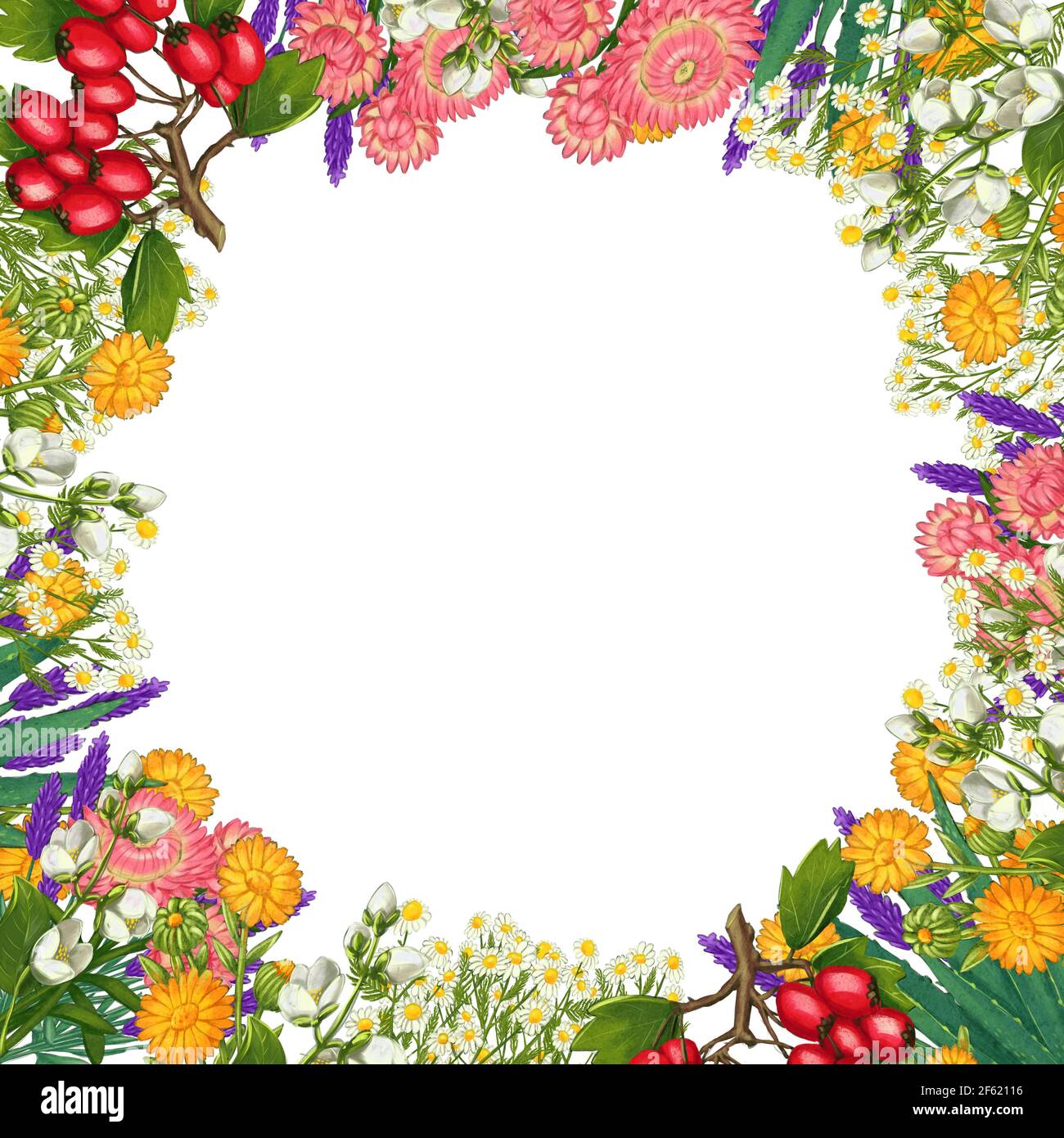 Hand drawn medicinal plant frame. Healing herbs border. isolated on ...