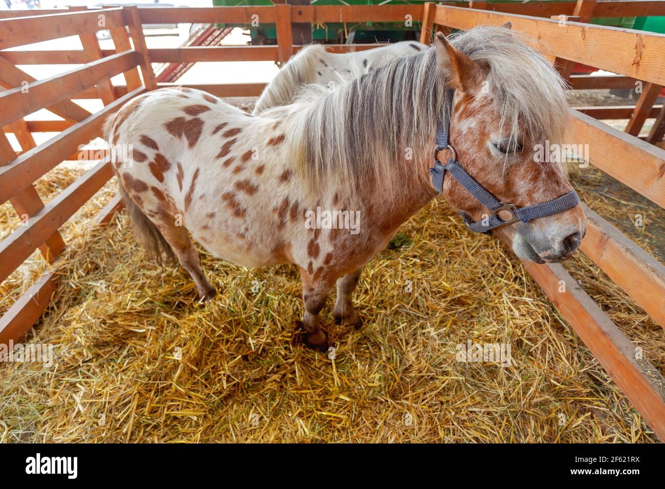 Two Small Pony Horses in Stables at Farm Stock Photo - Alamy