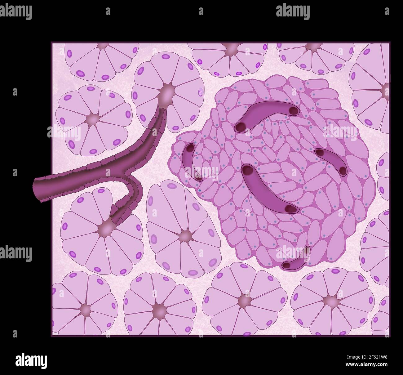 Islets Of Langerhans Pancreas High Resolution Stock Photography and ...