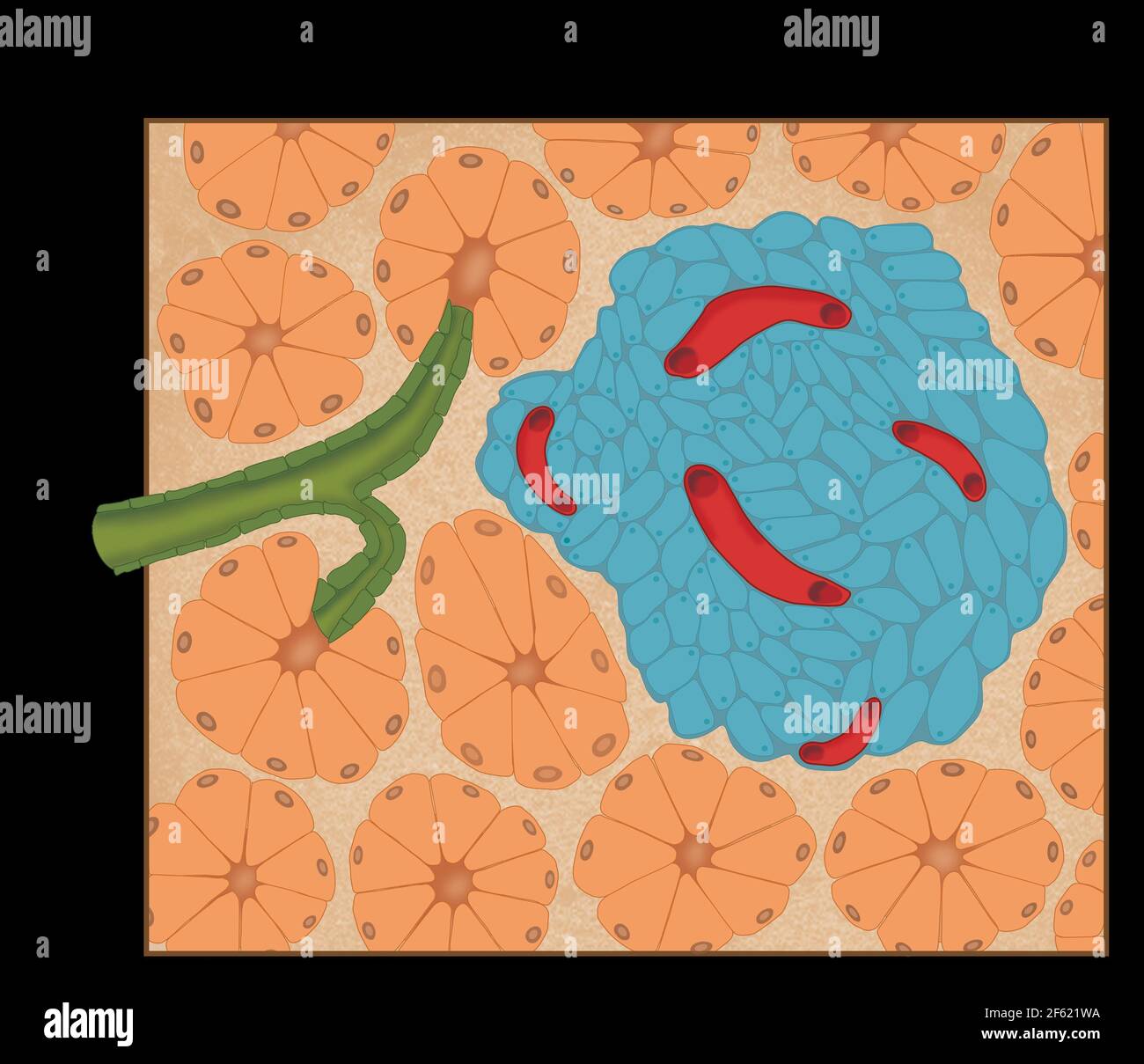 Islets Of Langerhans Pancreas High Resolution Stock Photography and ...