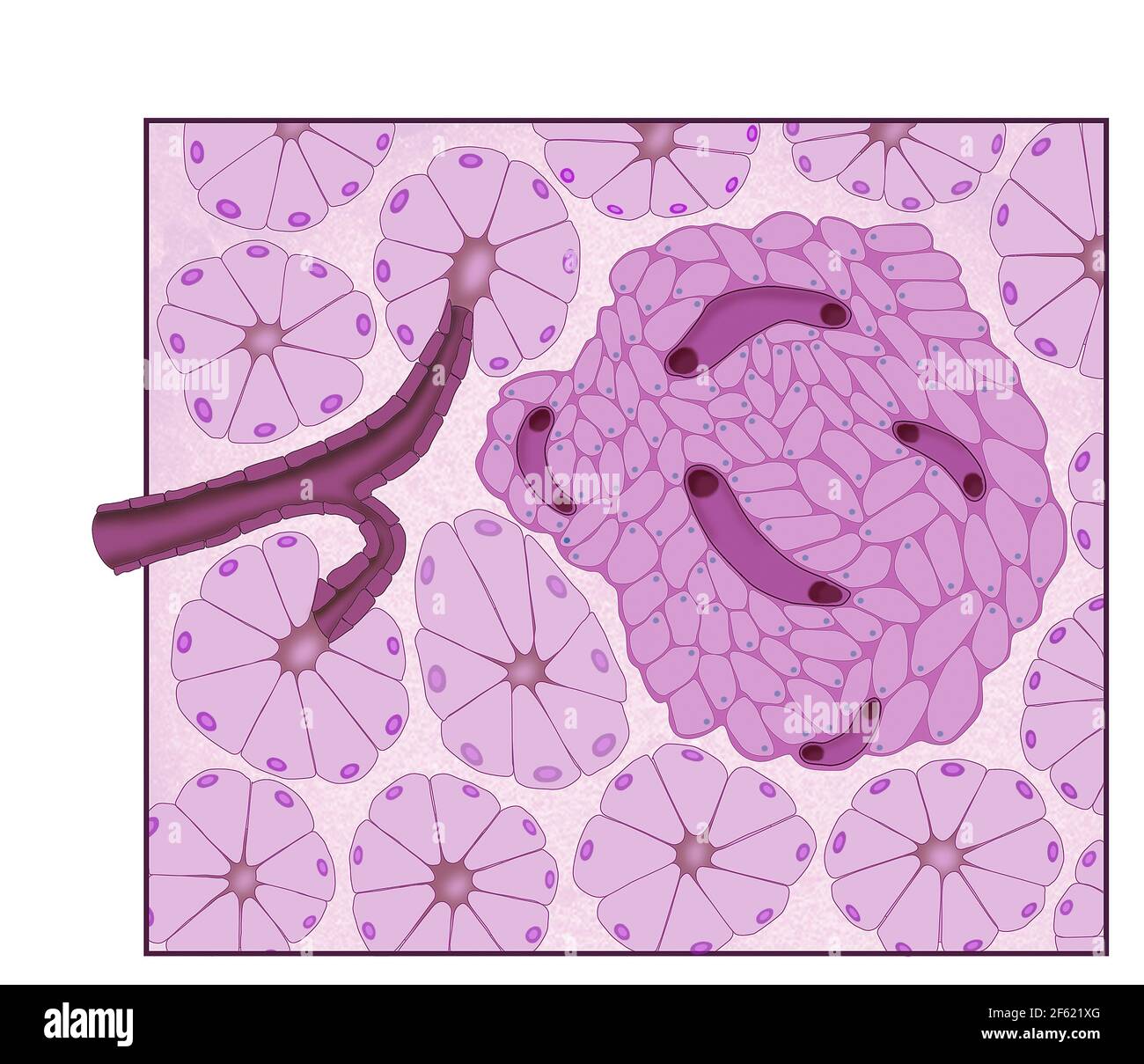 Islets of langerhans hi-res stock photography and images - Alamy