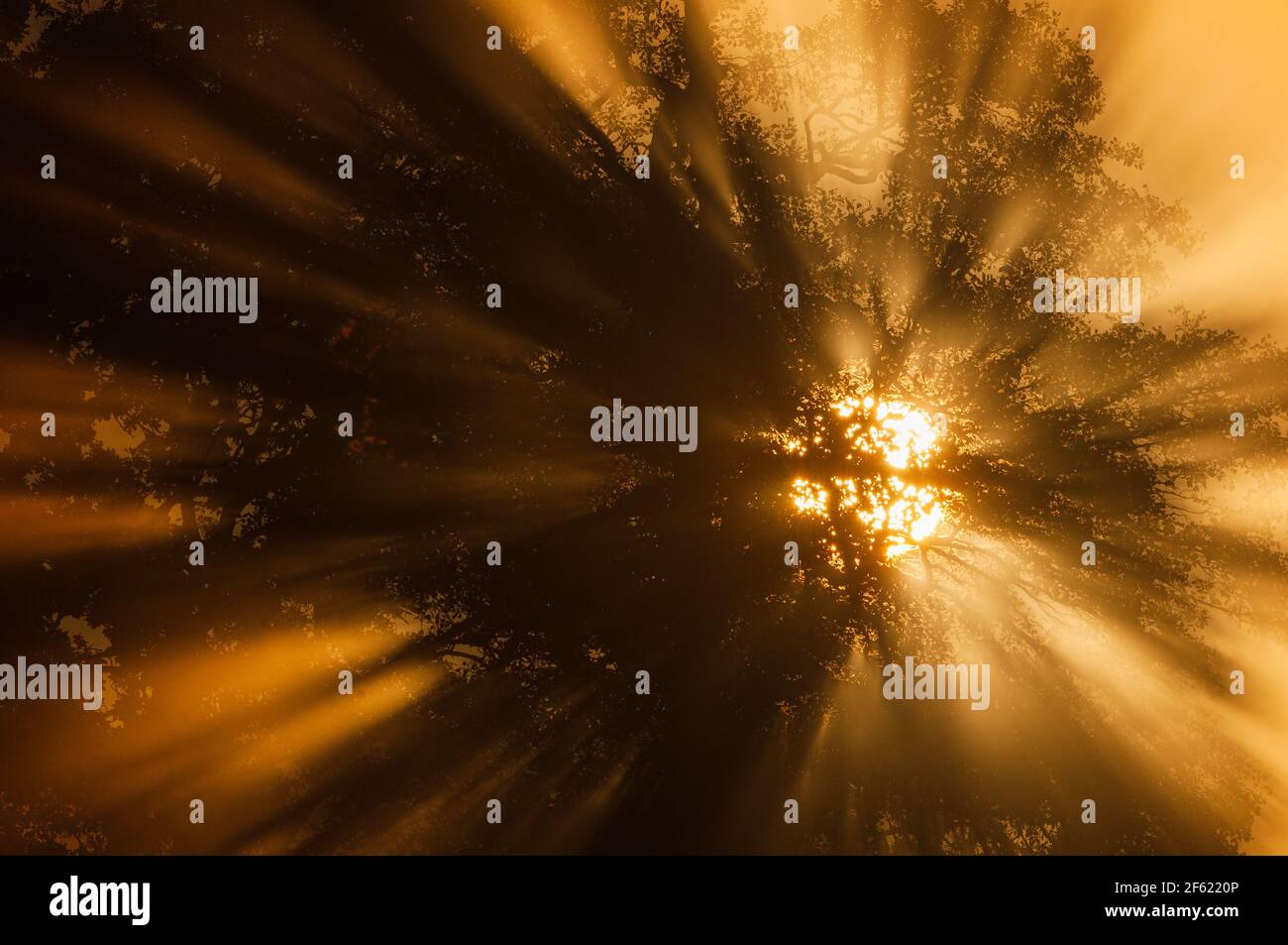 Stunning sunrise through trees in forest Stock Photo - Alamy