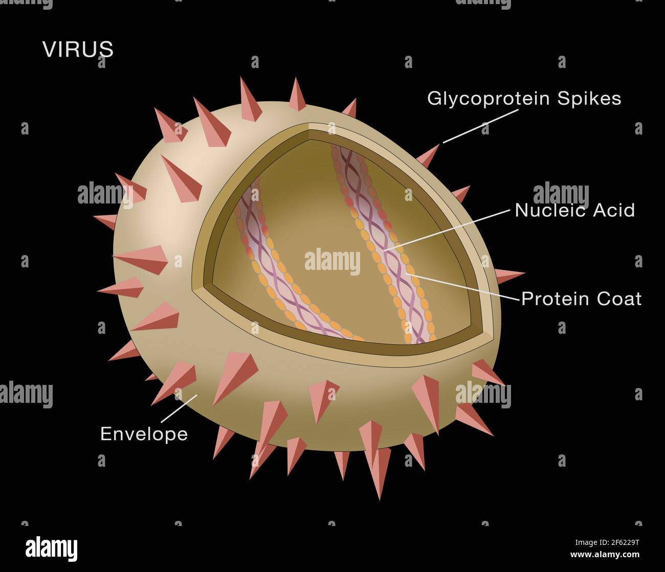 Labeled Virus Diagram 101 Diagrams