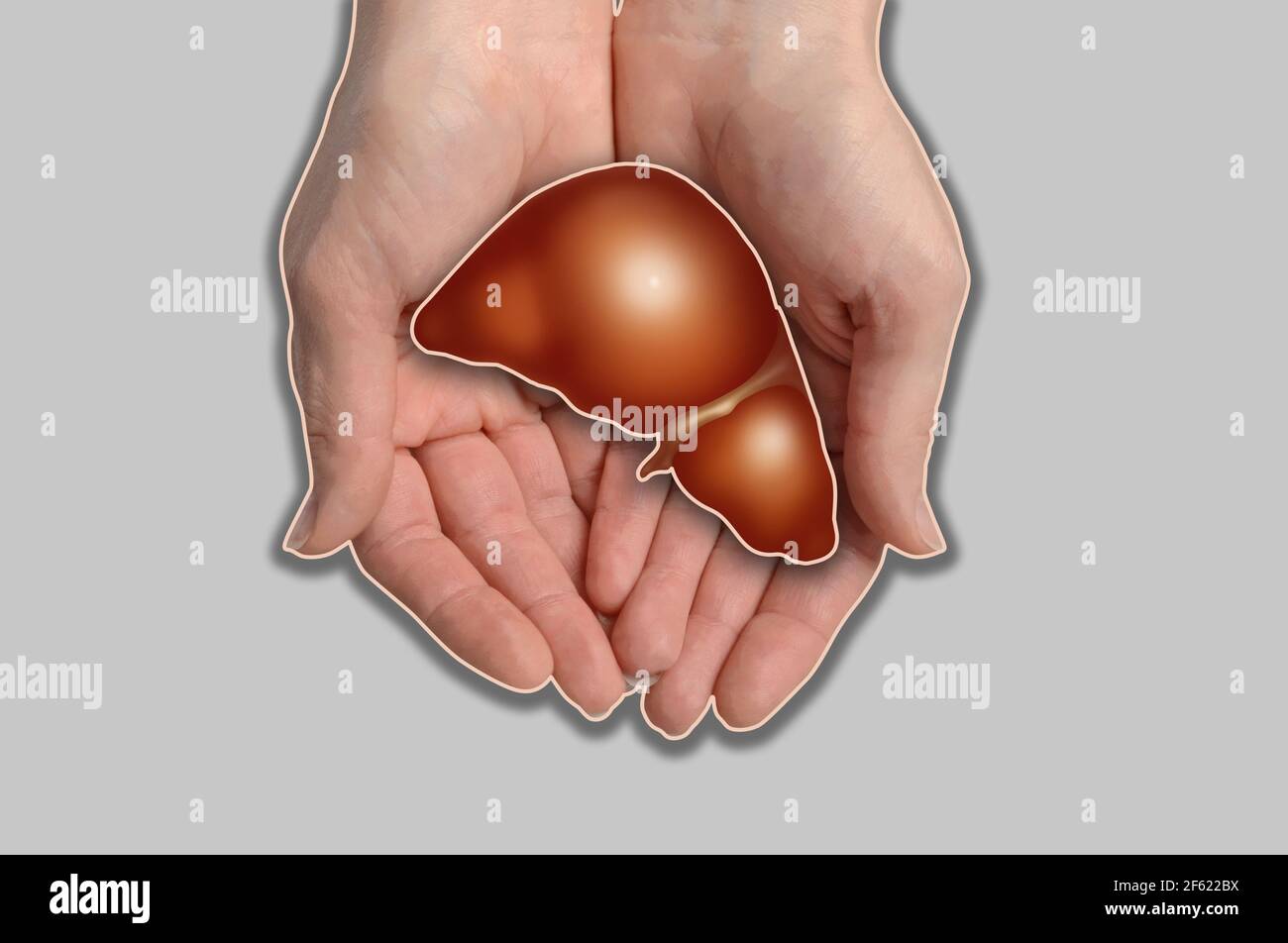 Liver illustration hi-res stock photography and images - Alamy