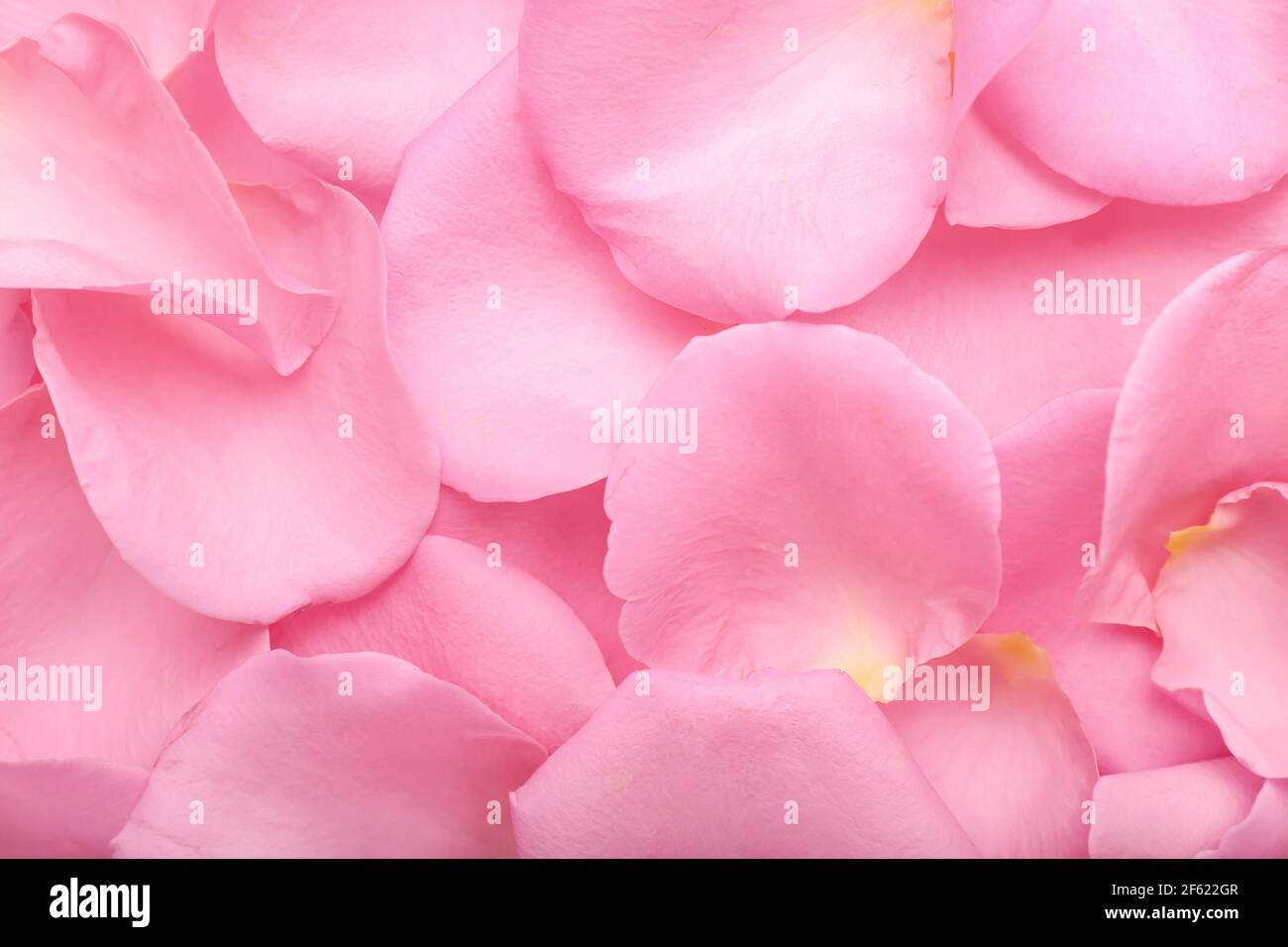 Beautiful pink rose petals as background Stock Photo - Alamy