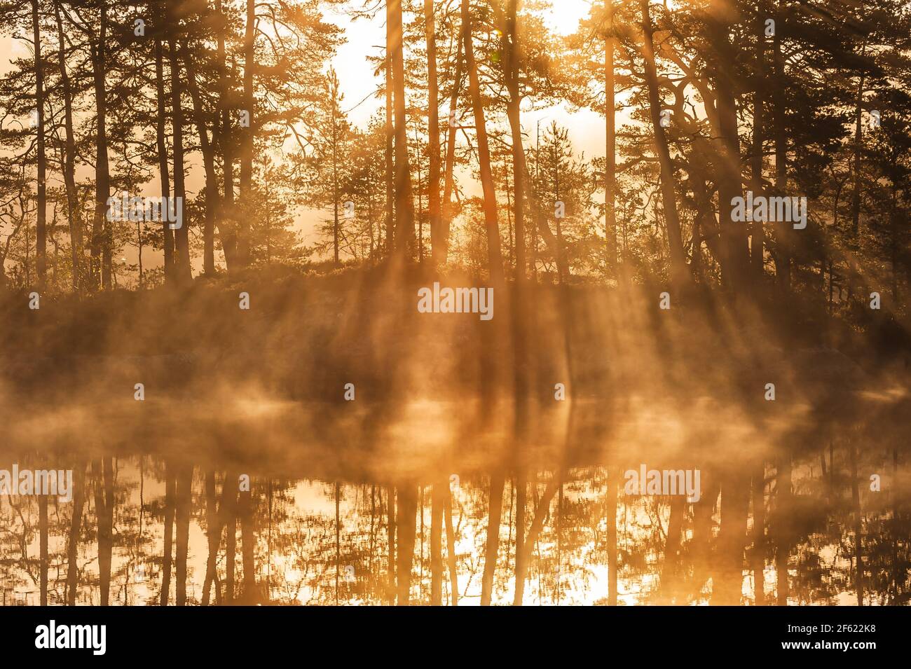 Stunning sunrise through trees and reflected on still lake Stock Photo ...