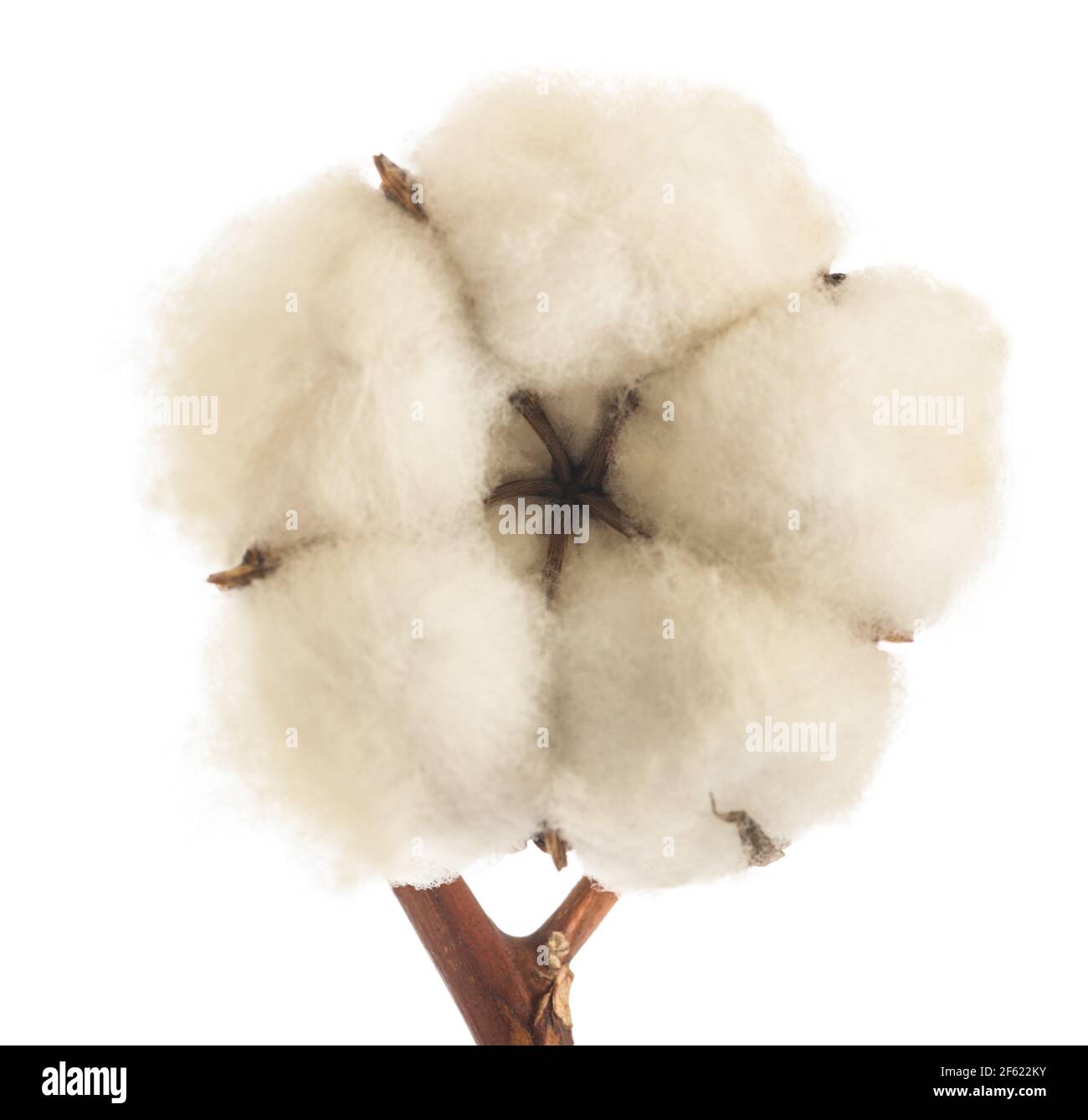 Fiber flower hi-res stock photography and images - Alamy