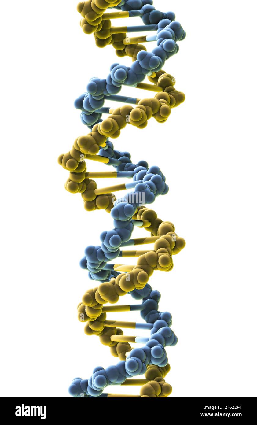 DNA, Molecular Model Stock Photo - Alamy