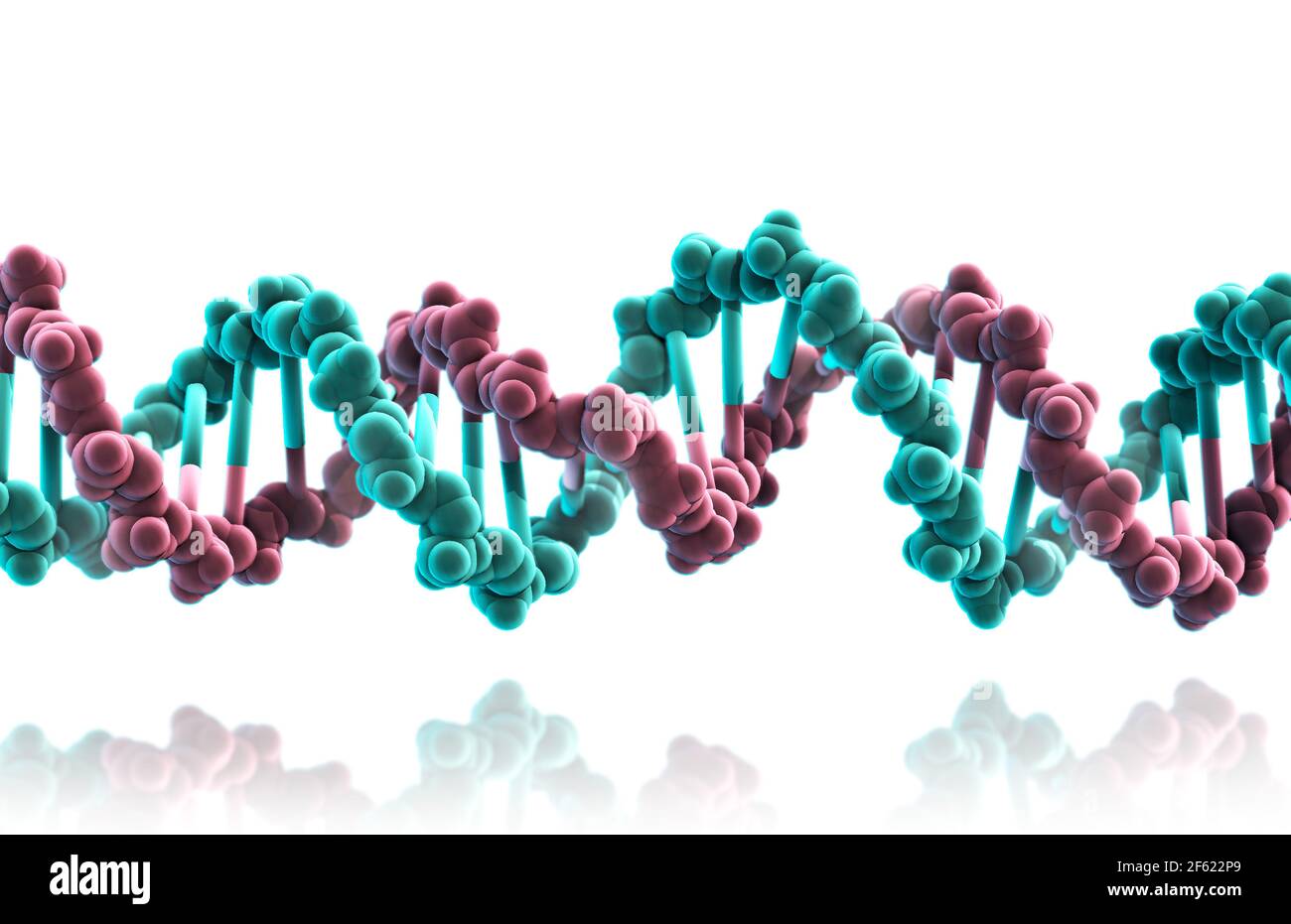 DNA, Molecular Model Stock Photo - Alamy
