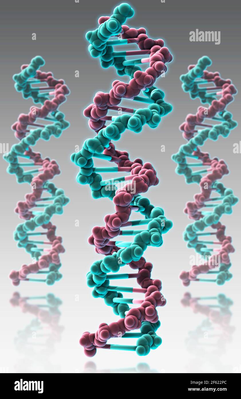 Dna molecule model hi-res stock photography and images - Alamy