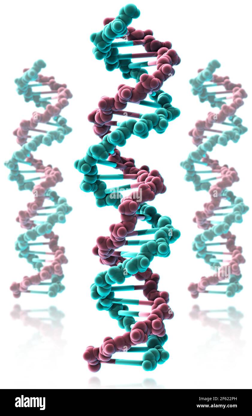 DNA, Molecular Model Stock Photo - Alamy