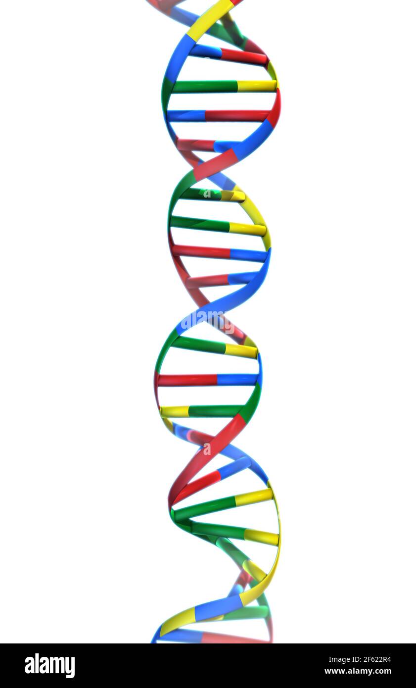DNA, Ribbon Model Stock Photo - Alamy