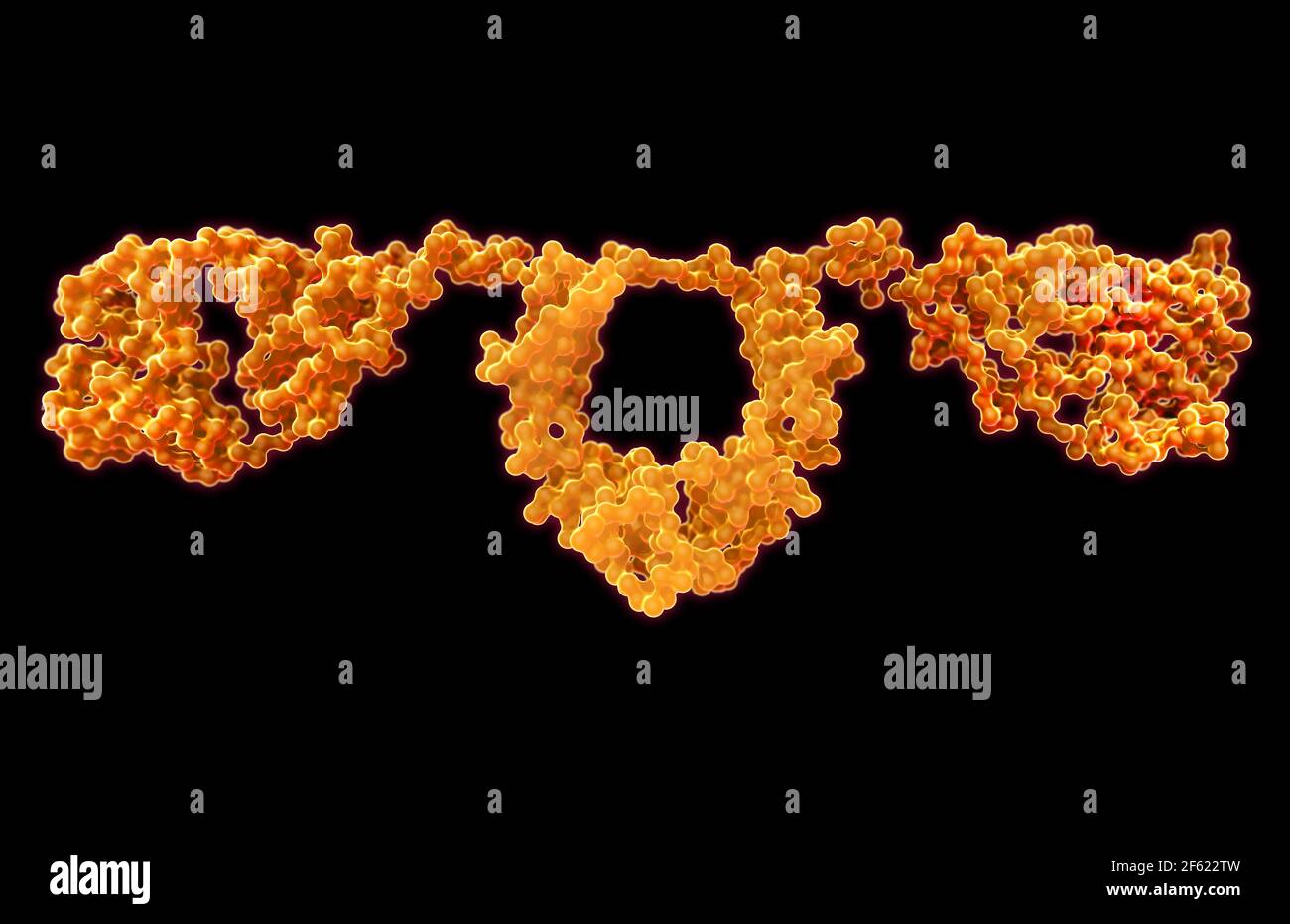 Immunoglobulin D, antibody Stock Photo - Alamy