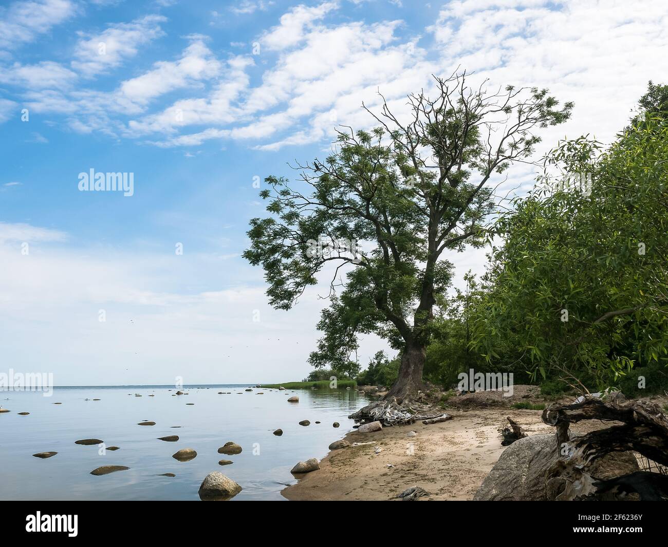 A natural body of water. Forest pond in a wild place. Clean natural ...