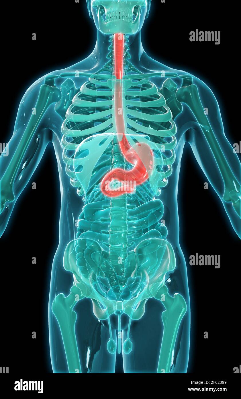 Stomach and duodenum hi-res stock photography and images - Alamy