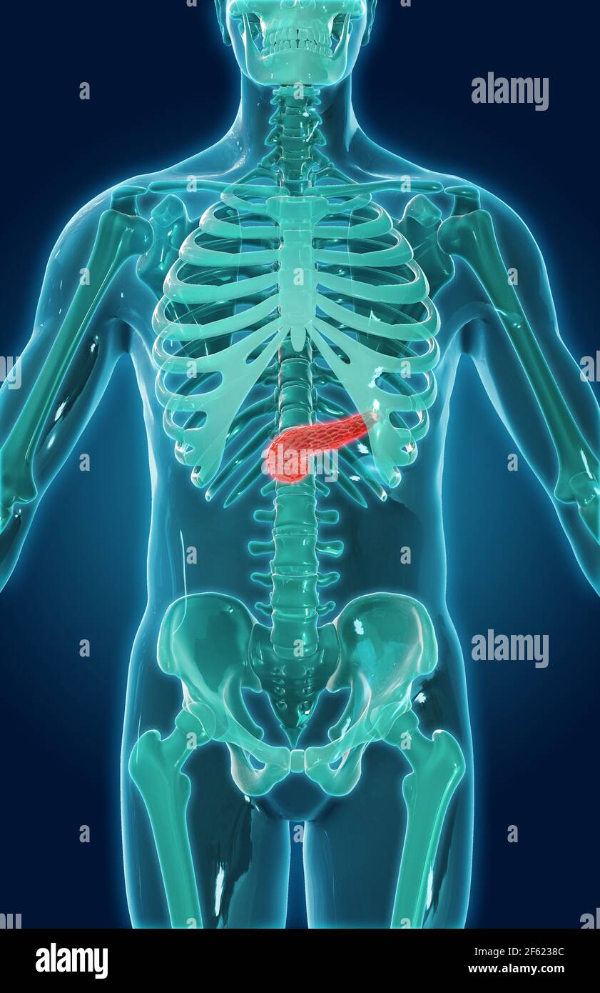 Pancreas 3d hi-res stock photography and images - Alamy