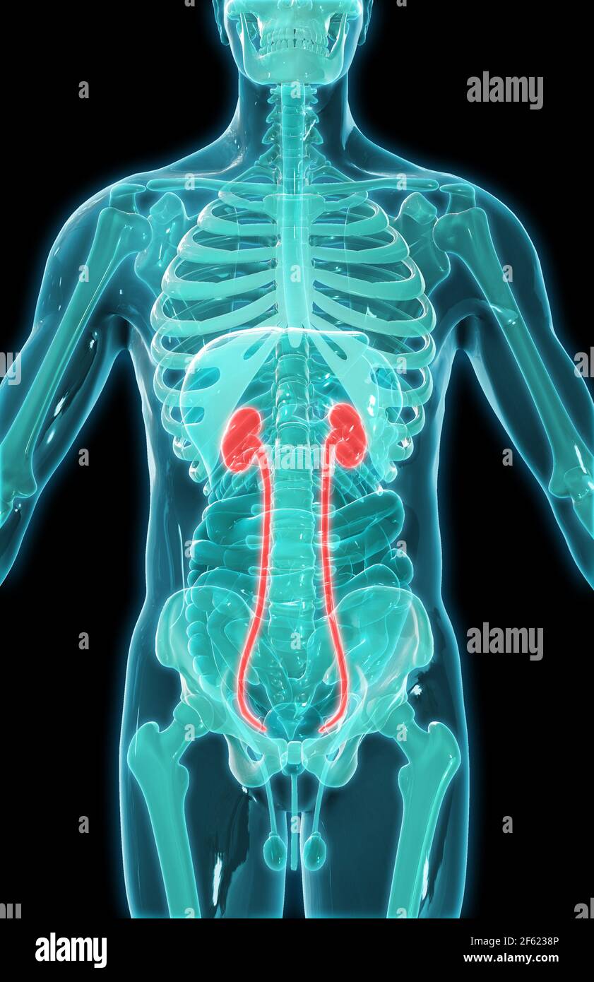 Kidneys and human and illustration hi-res stock photography and images ...