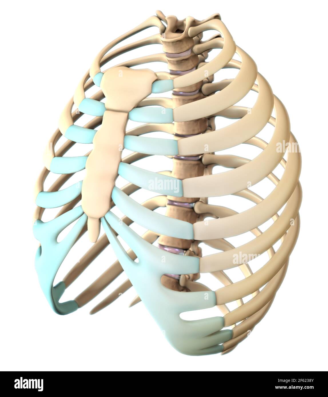 Rib Cage, Illustration Stock Photo - Alamy