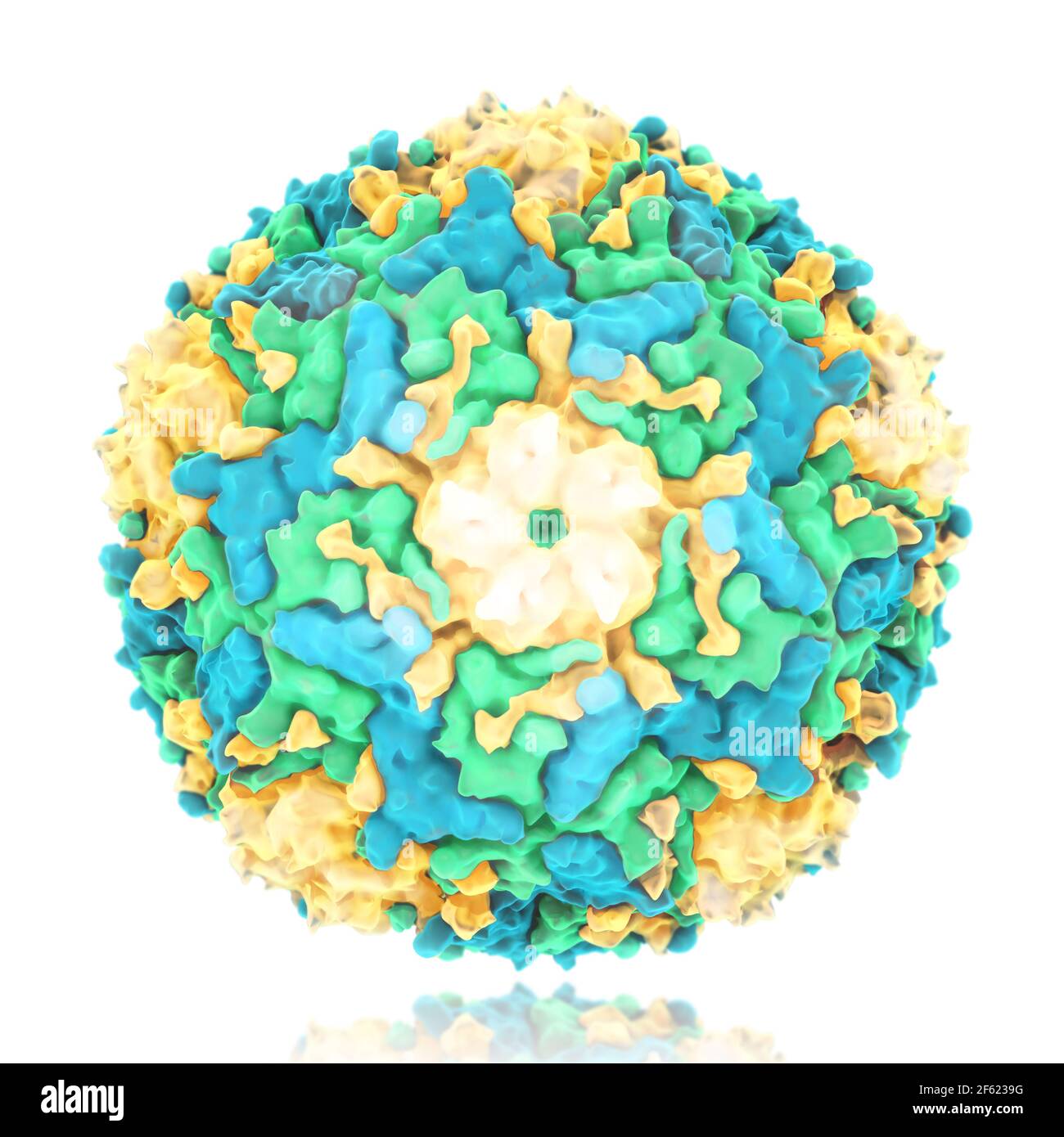 Enterovirus hi-res stock photography and images - Alamy