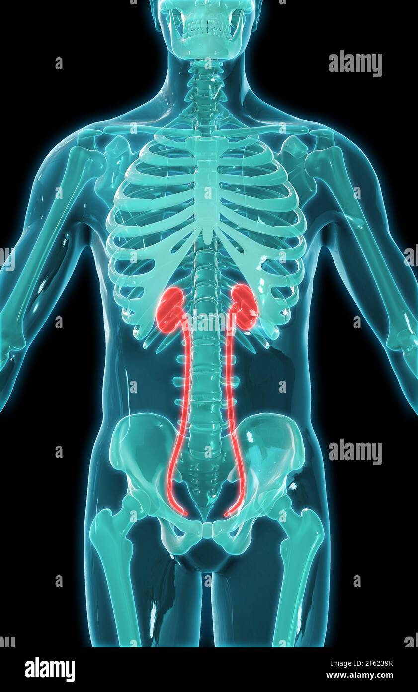 Human kidney model hi-res stock photography and images - Alamy