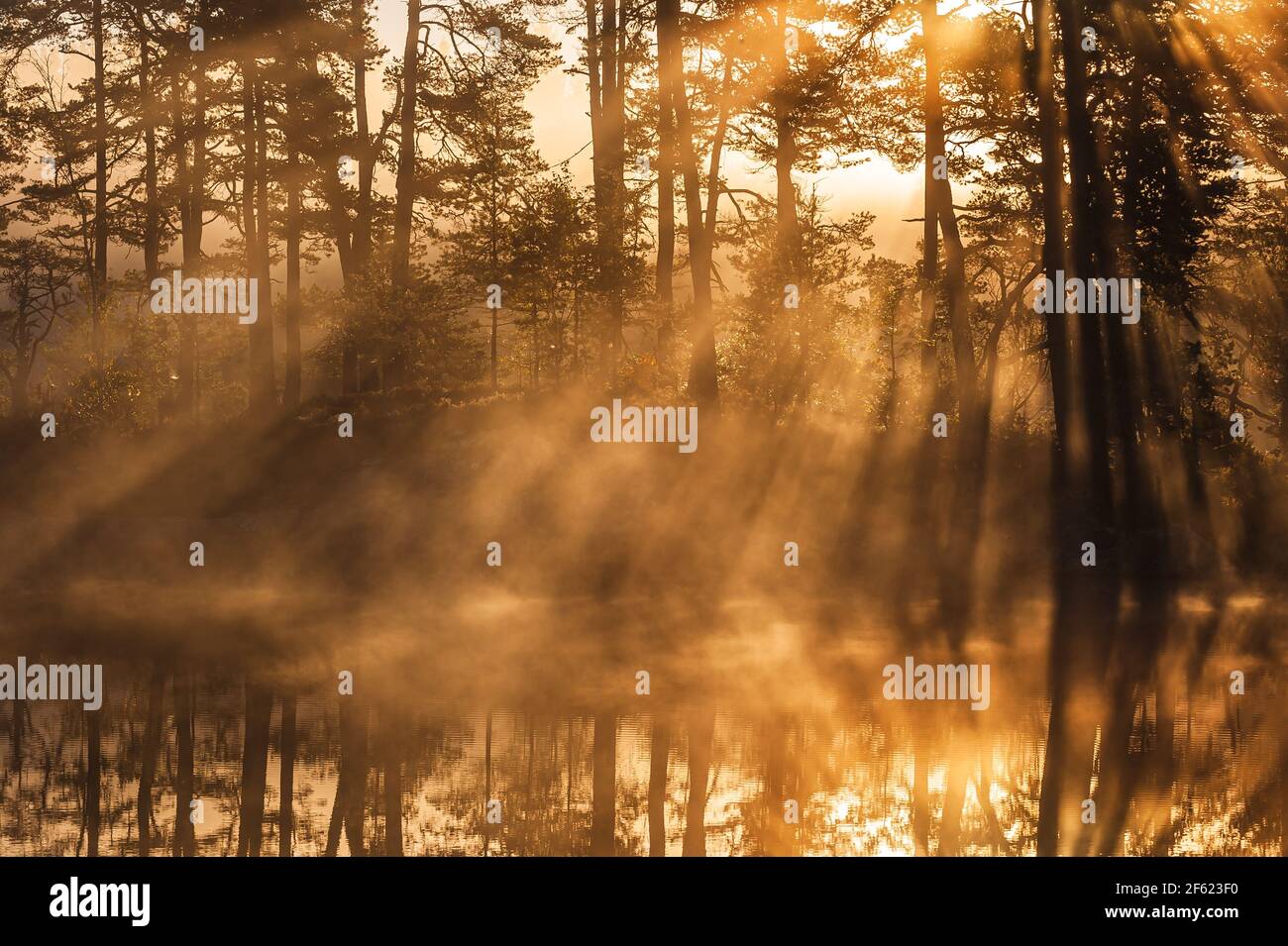Stunning sunrise through trees and reflected on still lake Stock Photo ...