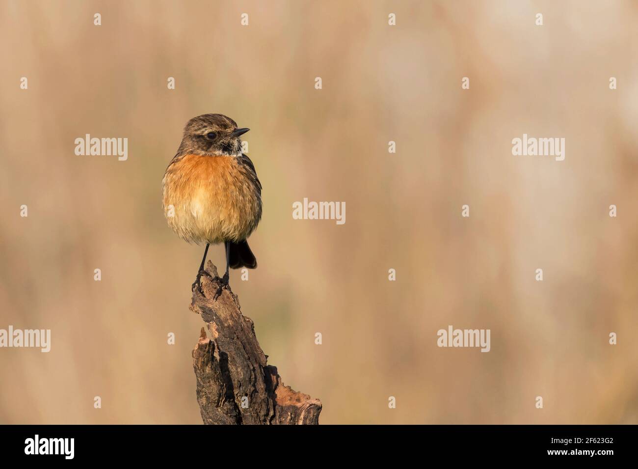 Saxicola rubicola Stonechat Stock Photo - Alamy