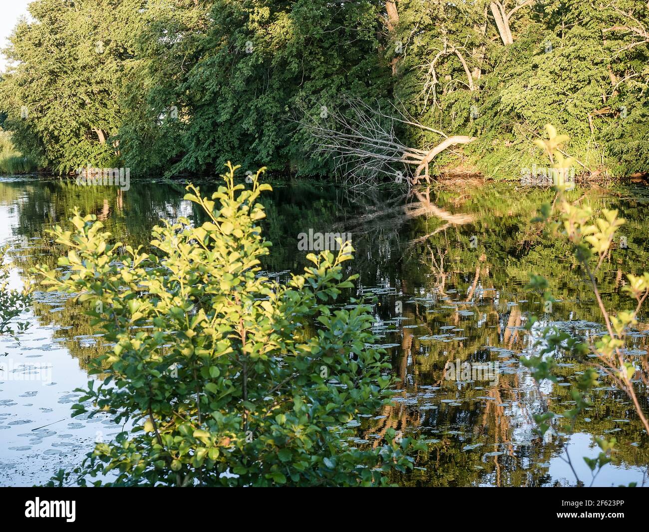A natural body of water. Forest pond in a wild place. Clean natural ...