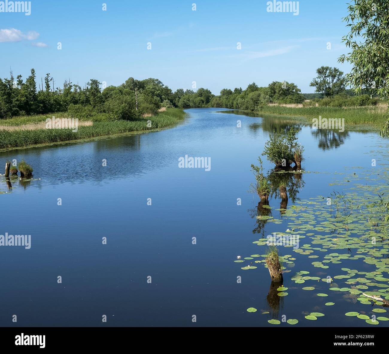 A natural body of water. Forest pond in a wild place. Clean natural ...