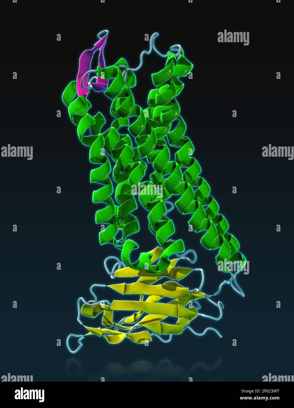 Mu opioid receptor hi-res stock photography and images - Alamy