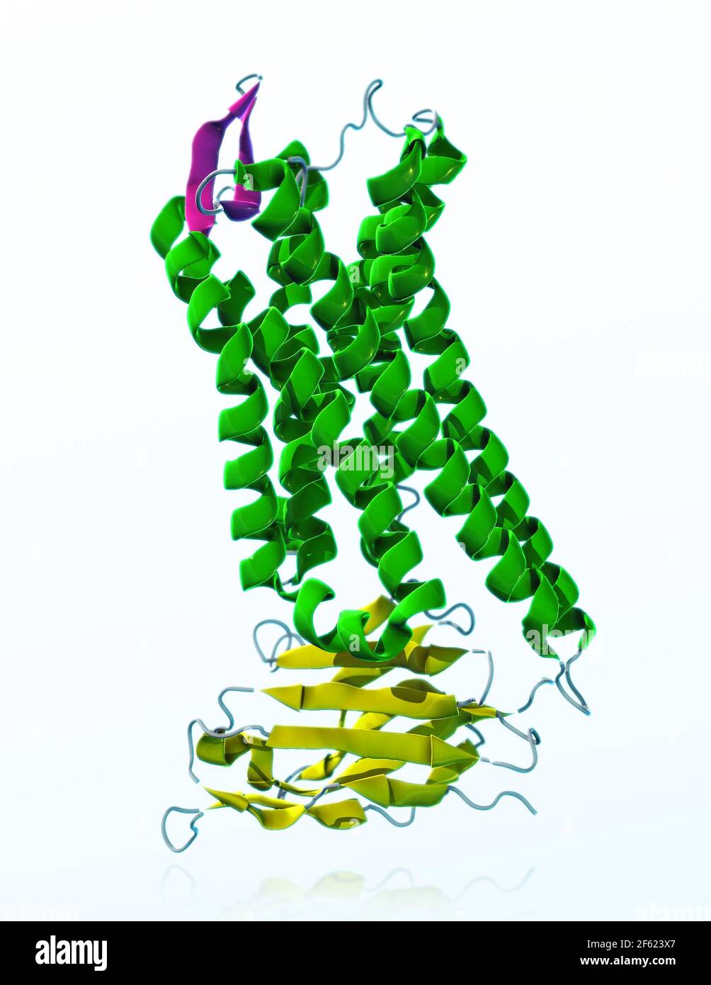Mu opioid receptor hi-res stock photography and images - Alamy