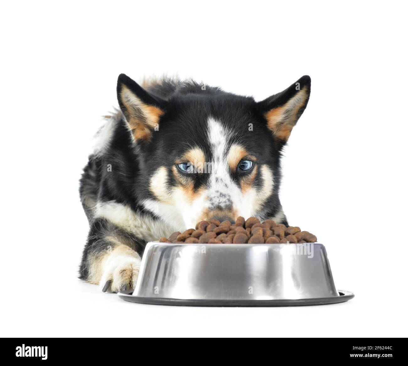Cute dog eating food from bowl on white background Stock Photo - Alamy