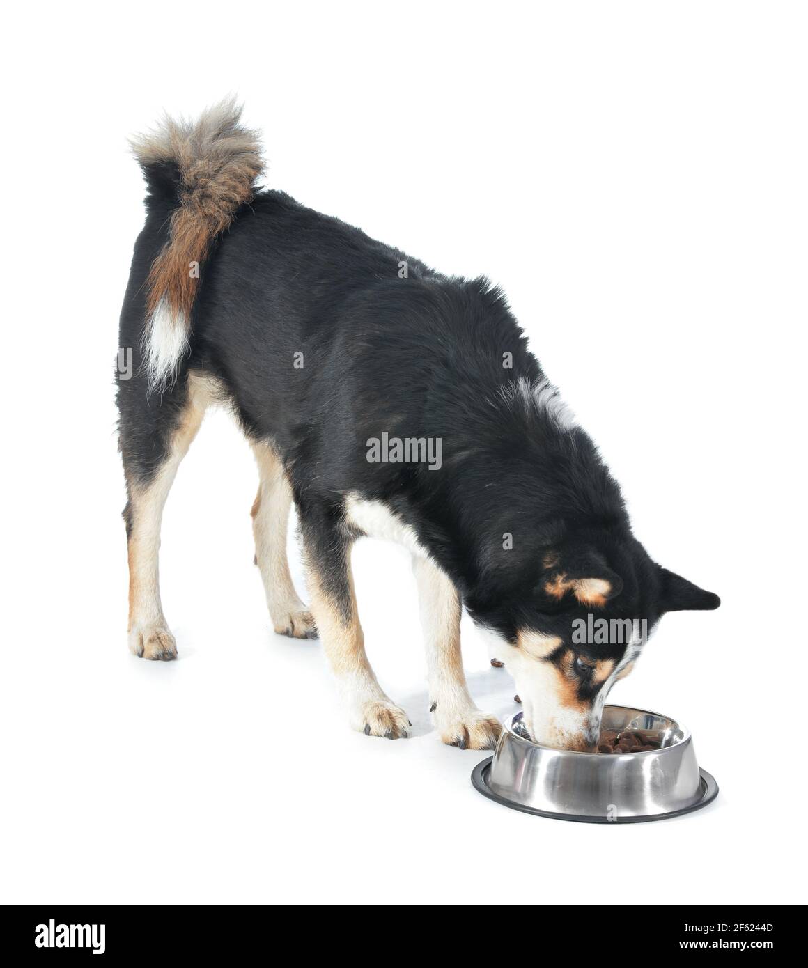 Cute dog eating food from bowl on white background Stock Photo - Alamy