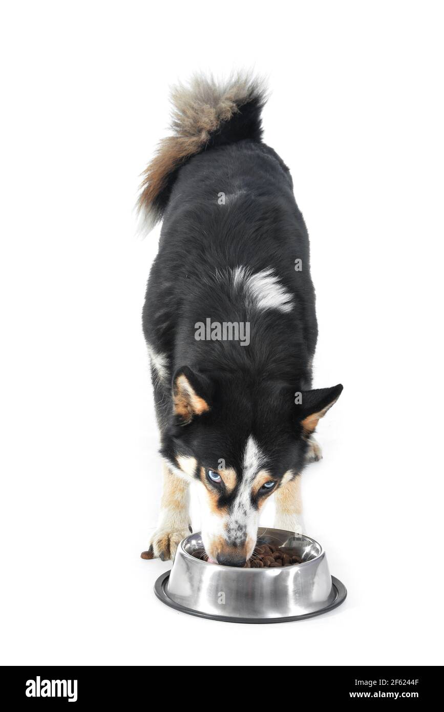 Cute dog eating food from bowl on white background Stock Photo - Alamy