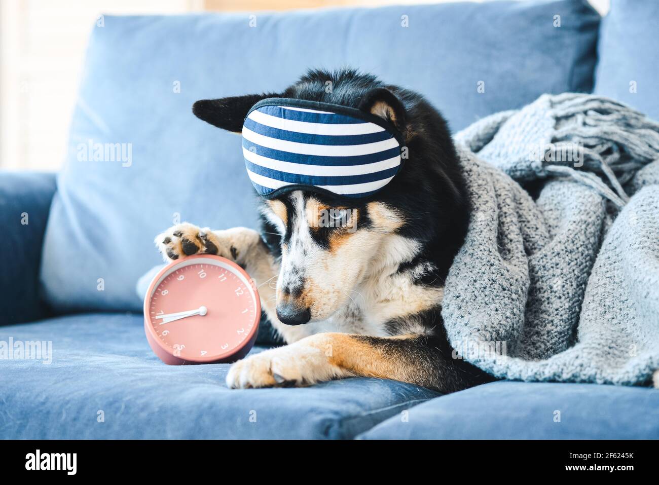 Animal sleeping alarm clock hi-res stock photography and images - Alamy