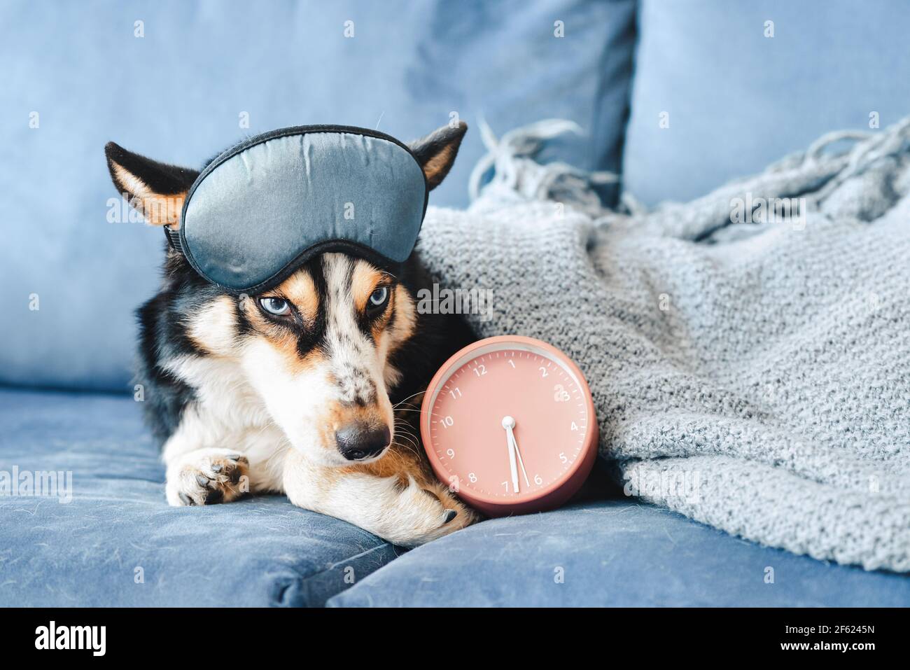 Cute dog with alarm clock and sleep mask on sofa at home Stock Photo ...