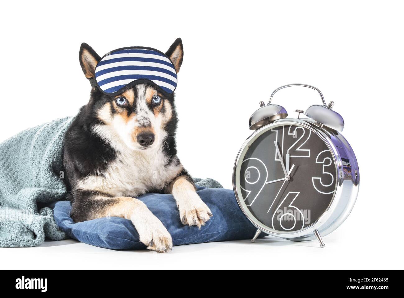 Cute dog with alarm clock, sleep mask, plaid and pillow on white ...